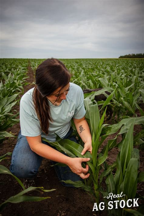 Tissue Sampling Corn 📸 𝗕𝗿𝗮𝗻𝗱 Michelle Mensing 𝗦𝘁𝗼𝗰𝗸 𝗣𝗵𝗼𝘁𝗼 67776 Real Ag Stock