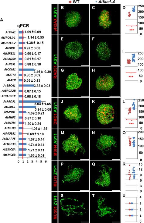 Gene Expression And Protein Quantification For Several Genes Involved Download Scientific