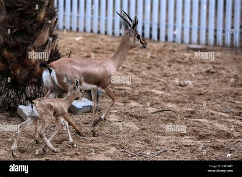 Gaza City Gaza Strip Palestinian Territory 12th Dec 2019 Palestinian Alaa Addin Al Araj