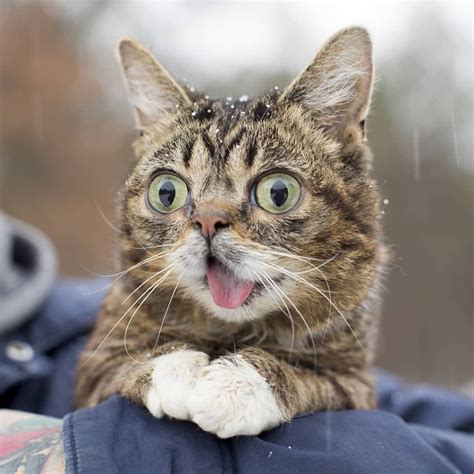 Lil Bub Nie żyje Drugi Najsławniejszy Kot Internetu Odszedł Za Tęczowy