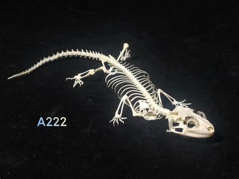 Leopard Gecko A222 Skeleton Eublepharis Macularius 2 Cm 15 5 Cm