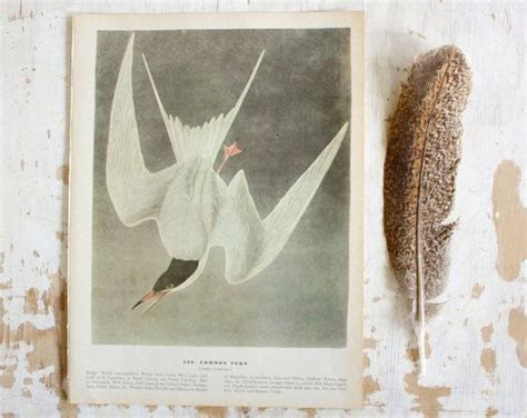 Common Tern Vintage Bird Plate 1967 Etsy Vintage Birds Bird Plates Bird
