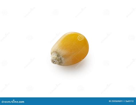 Dried Corn Kernels Placed On White Background Stock Image Image Of Detail Kernels 255569691