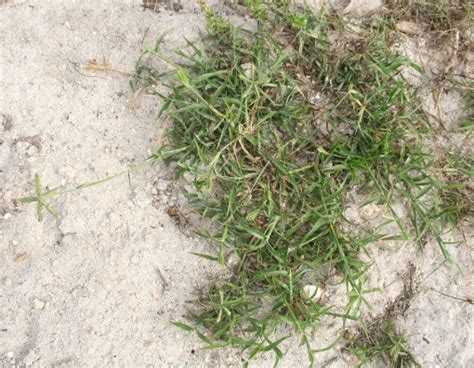 Florida Lawn Weed Identification Guide