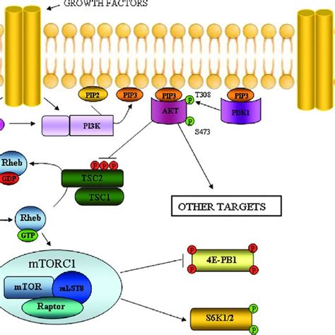 Revised Diagnostic Criteria For Tuberous Sclerosis Complex