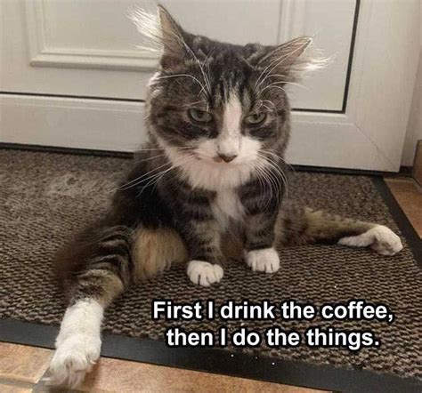 30 Funny Animal Memes Thats So Funny Youll Rofl