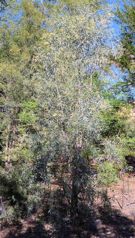 Growing Acacia Salicina Willow Acacia For Hot Dry Climates