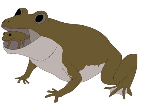 Gastric Brooding Frog By Ryandrawsstuff On Deviantart
