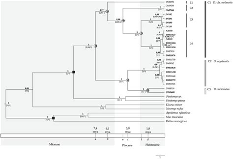 bayesian 50 majority rule consensus tree performed on the combined