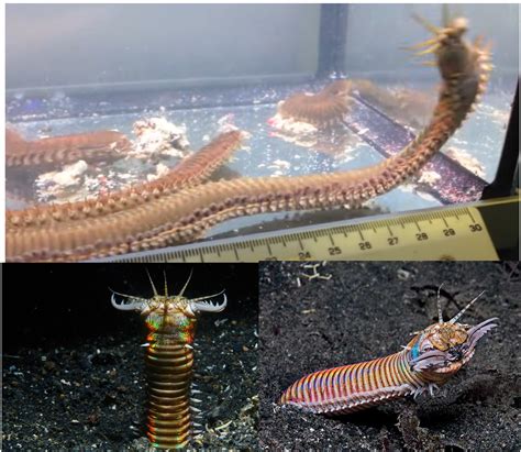This Is A Bobbit Worm It Grows To Be Around 5 8 Feet Long Though It