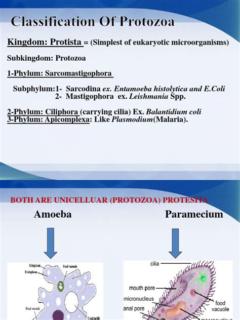 Classification Of Protozoa Pdf Clinical Medicine Biology