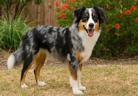 Mini Aussie Shepherd: Everything You Need to Know