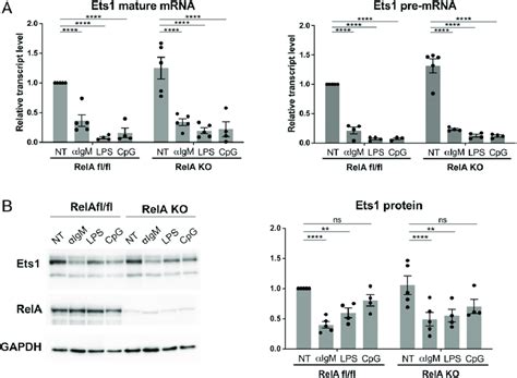 Rela Is Not Required For Bcr Or Tlr Induced Downregulation Of Ets1