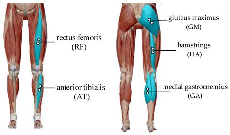 Effects Of Backpack Loads On Leg Muscle Activation During Slope Walking