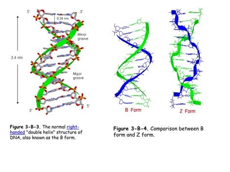 Dna Structure And Function Pptx