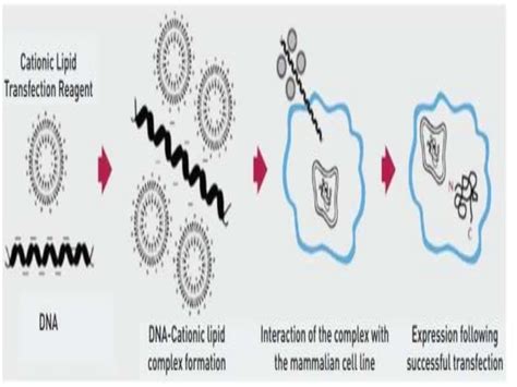 Lipid Mediated Lipofection Pptx