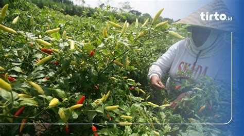 Cara Menanam Cabe Di Lahan Kering Budidaya Cabai Rawit
