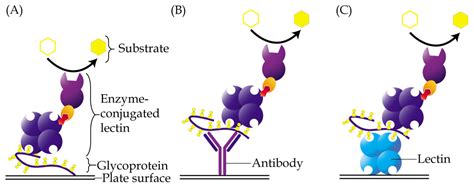 Lectins An Effective Tool For Screening Of Potential Cancer Biomarkers Peerj