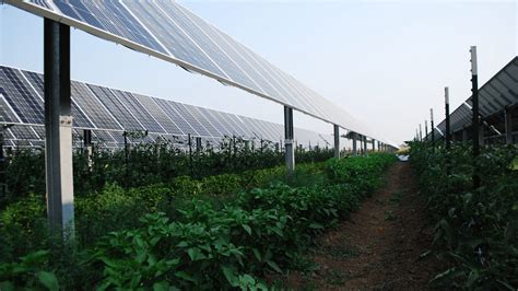 More Than Energy Agrivoltaics Unexpected Perks
