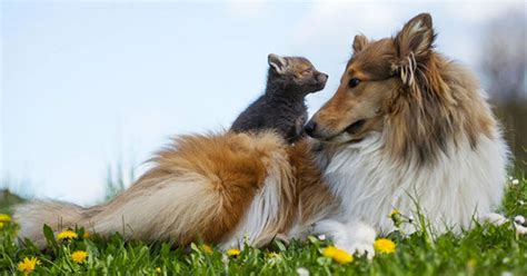 Коллисия: колли усыновила лисенка » BigPicture.ru