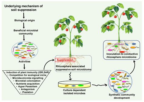 Plant Microbiome Engineering Hopes Or Hypes