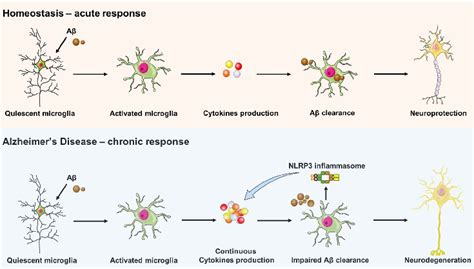 The Acute Response During Homeostasis And The Chronic Response In Ad