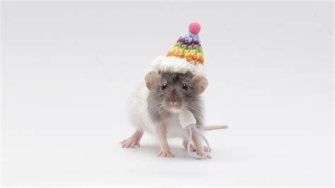 Tiny Dwarf Rats Modeling Tiny Hats R Rats