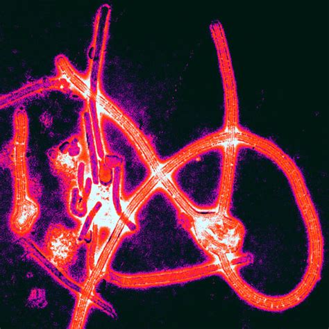 Unravelling Ebola Via Early Detection Genetic Literacy Project