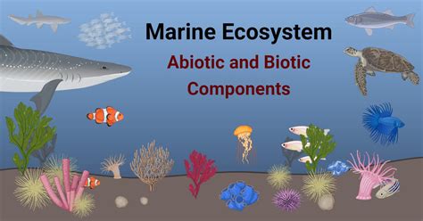 Marine Ecosystem And Its Abiotic And Biotic Components