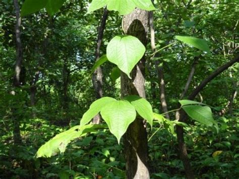 Dioscorea Hispida Eflora Of India