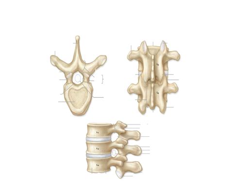 Vertebral Discs Quiz