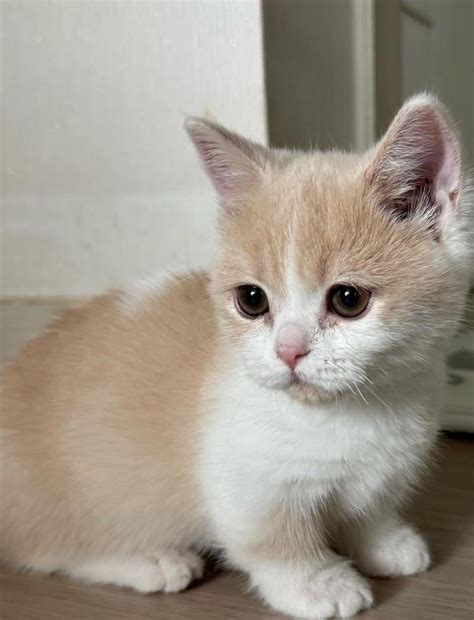 She Is Such A Cutie 😍 R Kittens