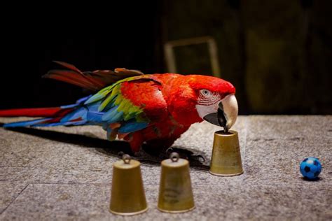 How To Teach A Bird To Do Tricks Clever Pet Owners