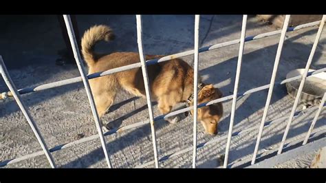 Шарик семечки щелкает цирковой пес Shorts Youtube