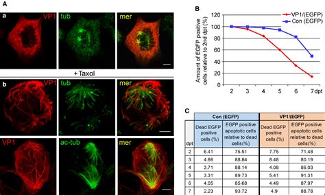 Vp1 The Major Capsid Protein Of The Mouse Polyomavirus Binds