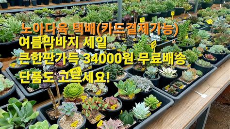 노아다육택배카드결제가능큰한판 가득 34000원 무료배송 단품도 골라보세요 노아다육 다육이택배 한판가득다육이