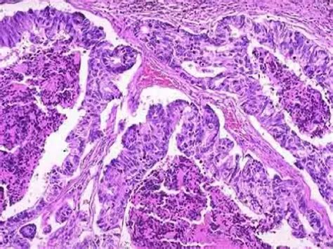 细胞组织染色方法大揭秘