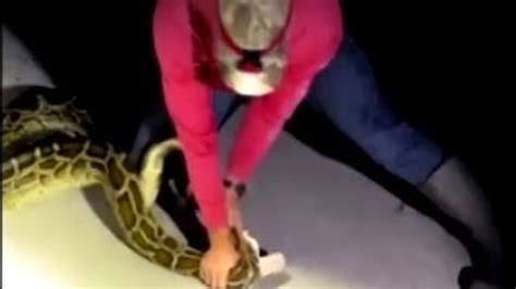 Record Setting Burmese Python Caught In Florida