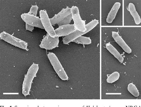 Figure 1 From Alpine Permian Salt Deposit Classification Of