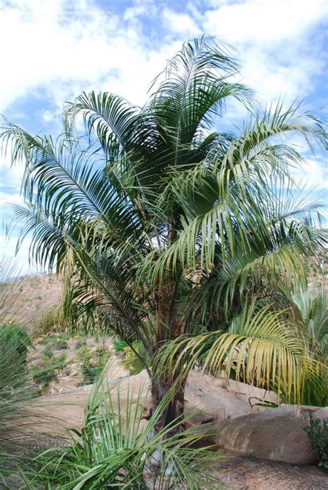 Mule Palm Pindoqueen Hybrid Jax Palm Trees
