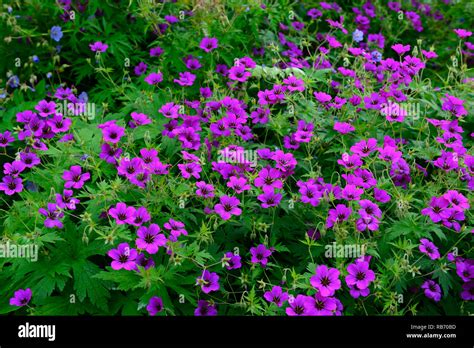 Geranium Anne Thomson Geranium Procurrens X Geranium Psilostemon Magenta Flower Flowers