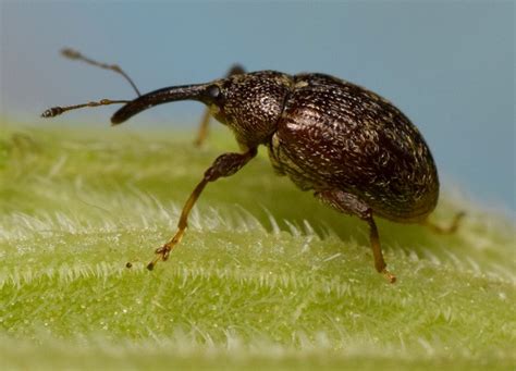 Anthonomus Eugenii Bugguide Net