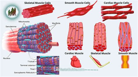 Muscle Cell Cell Wall