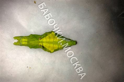 Куколка Papilio Lowii Парусник Лови 10 15 Продажа живых бабочек в Москве и Московской области