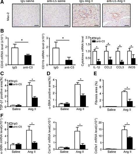 Figure 1 From Complement 5a Receptor Mediates Angiotensin Ii Induced