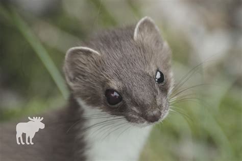 Ermine Vs Sable Side By Side — Forest Wildlife