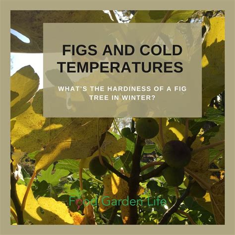 Figs And Winter Temperatures Whats The Hardiness Of A Fig Tree In Winter — Food Garden Life