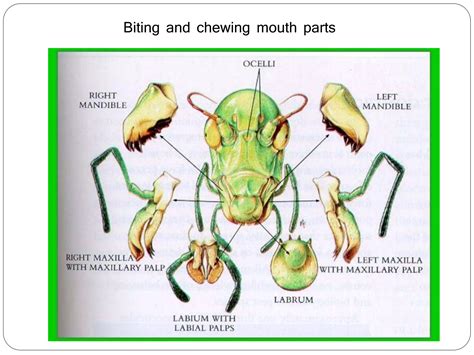 Insect Mouthparts Pptx
