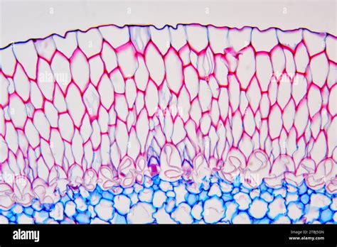 Dendrobium Aerial Root With Velamen Optical Microscope X100 Stock
