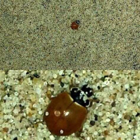Ladybug Love Photograph By Deborah Evers Fine Art America